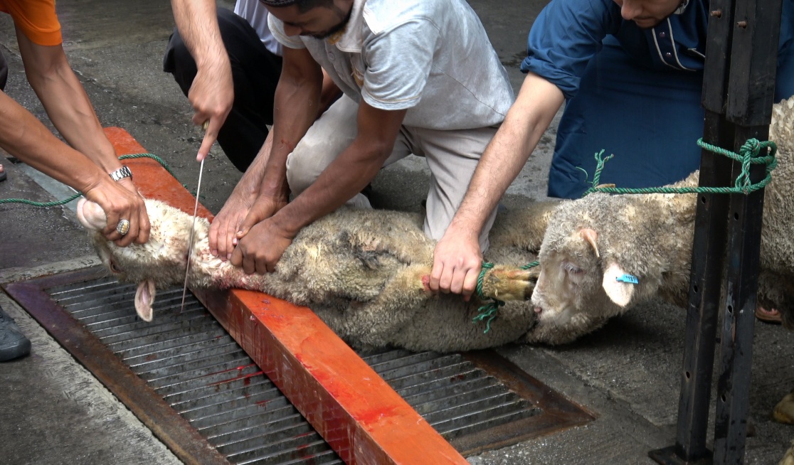 Stop the illegal torture of exported animals